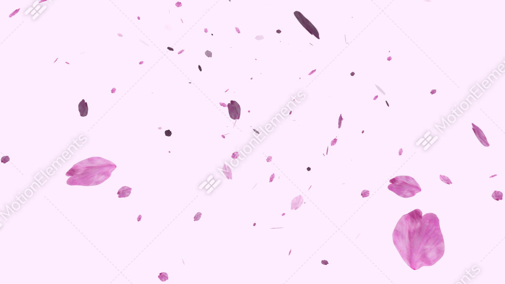 Falling Sakura Petals Gif