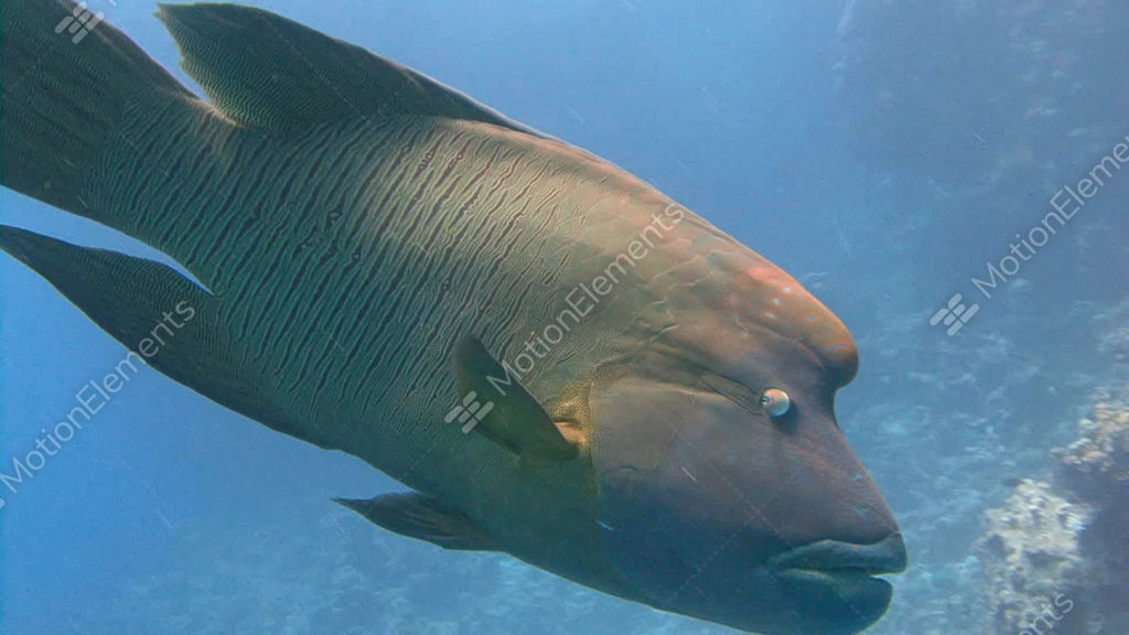 Big Fish Diving