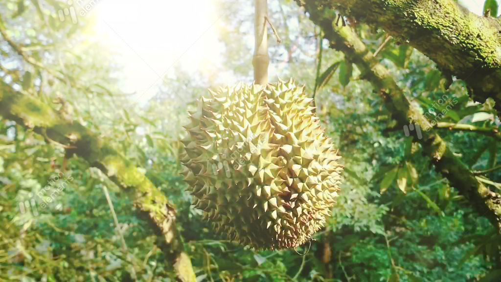 Durian In Rainforest