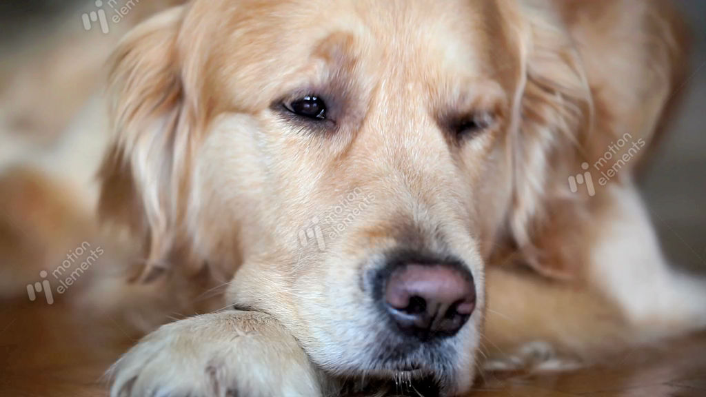 Sad Golden Retriever Face